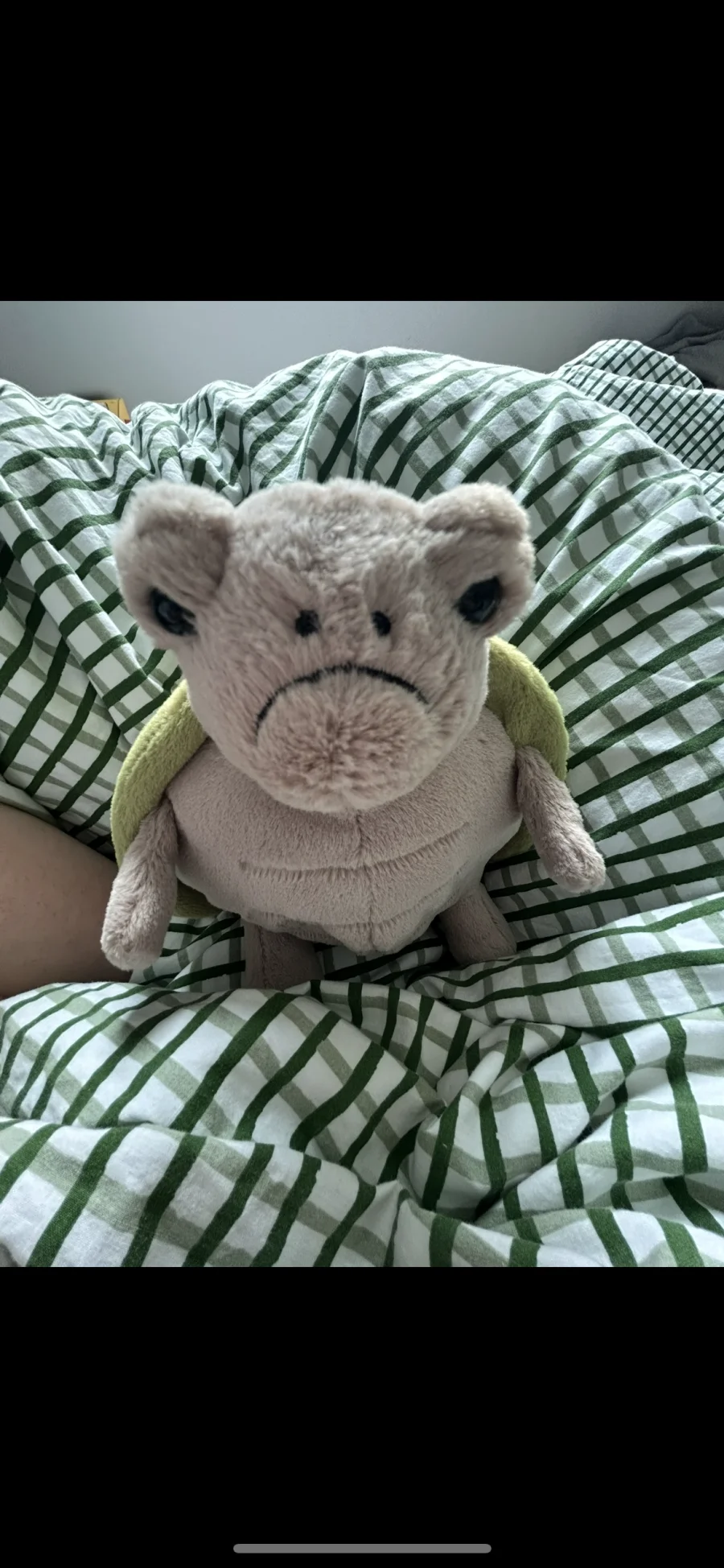 Timmy Turtle Photo by Sophloaf - JellyCats Collection | Jelly Journal