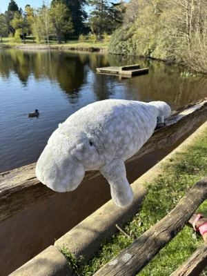 Billow Manatee - Large Jellycat | Jelly Journal